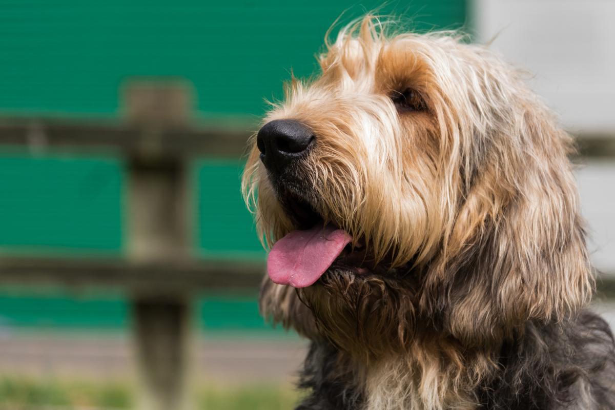 Otterhound ou chien à loutre - Origine, Caractéristiques et Comportement