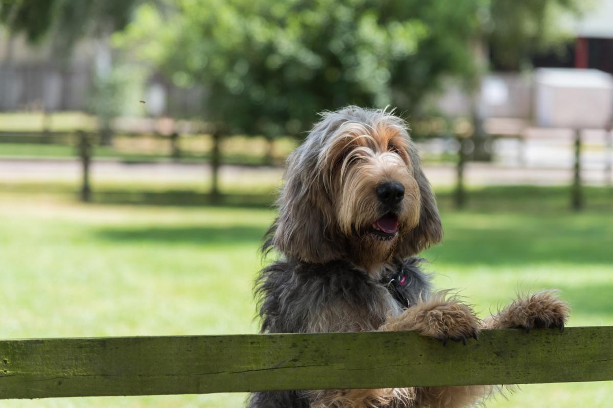 Otterhound ou chien à loutre - Origine, Caractéristiques et Comportement