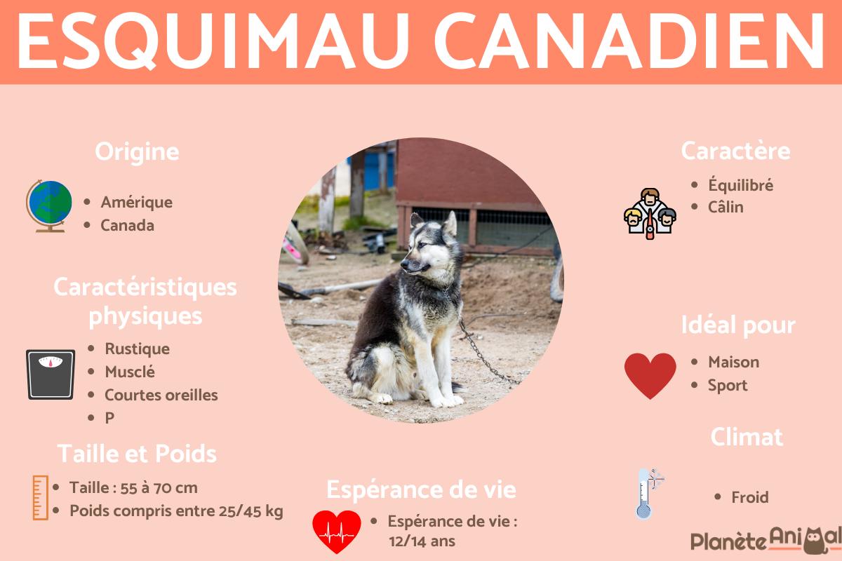 Esquimau canadien - Origine, Caractéristiques et Alimentation