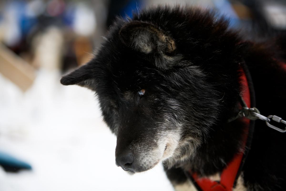 Esquimau canadien - Origine, Caractéristiques et Alimentation