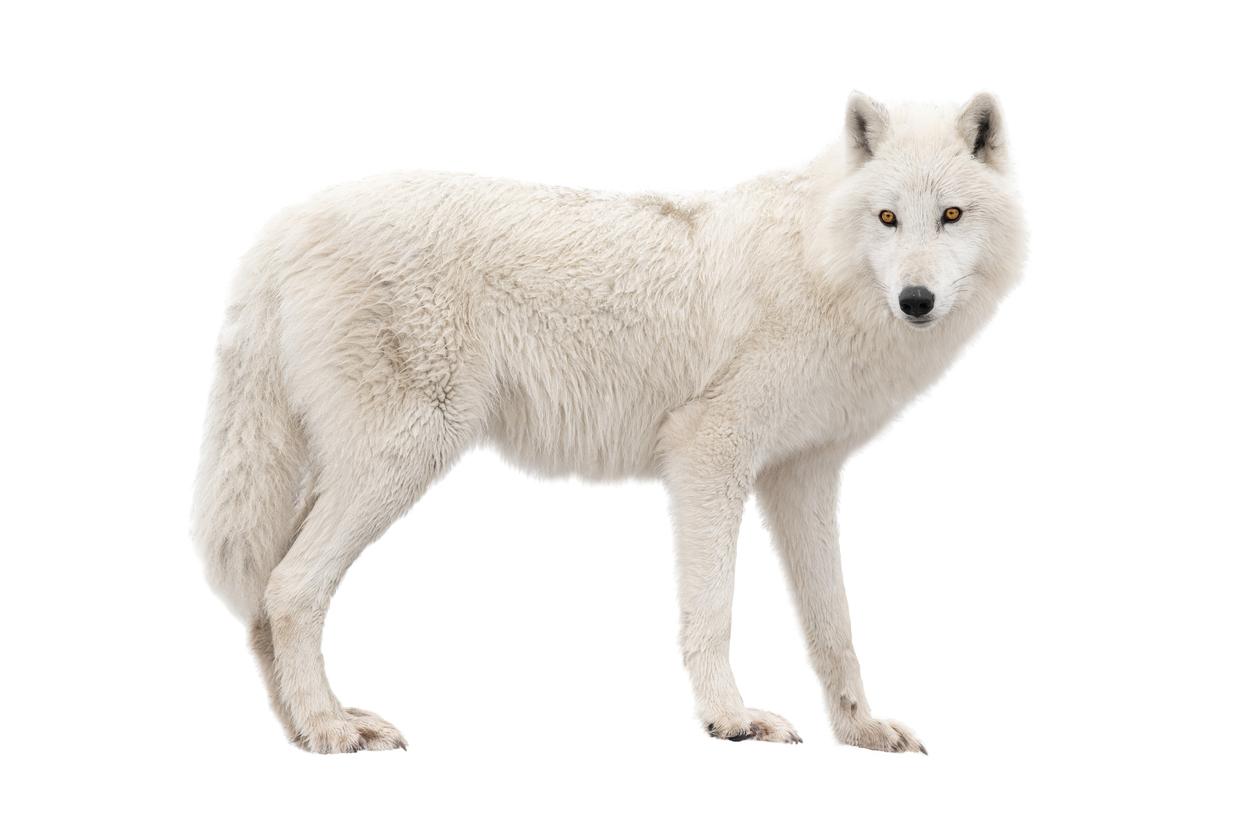 LOUP ARCTIQUE